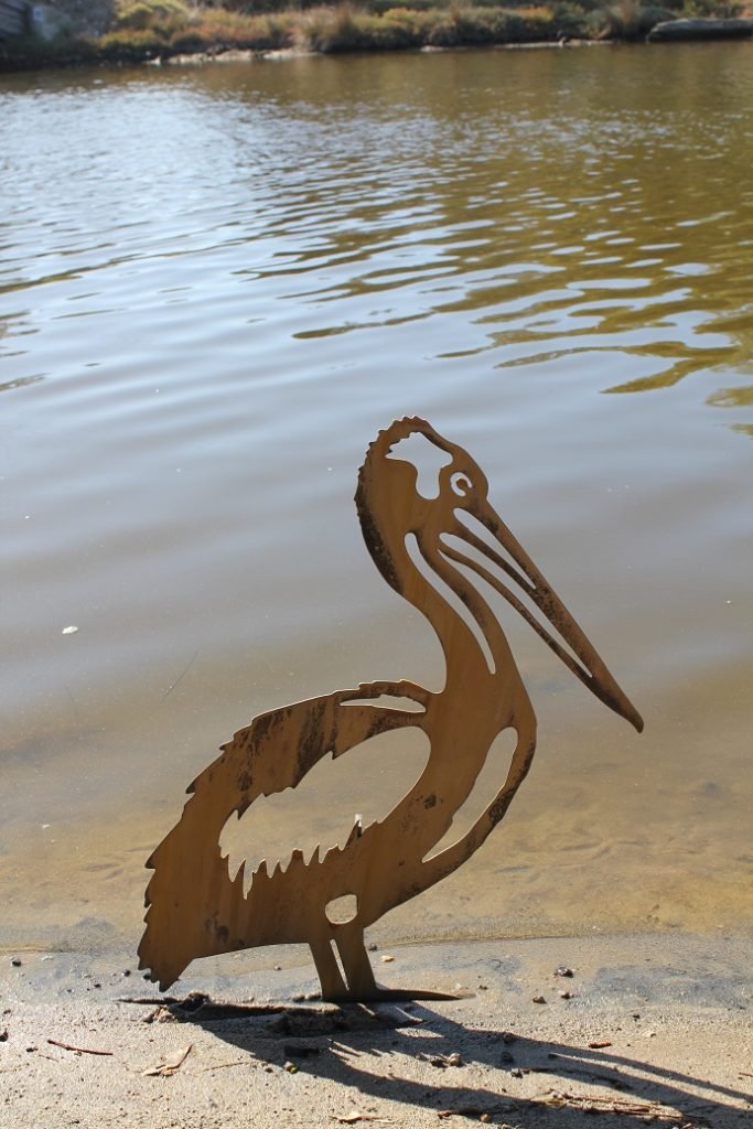 Pelican Facing Forward - Boranupgallery